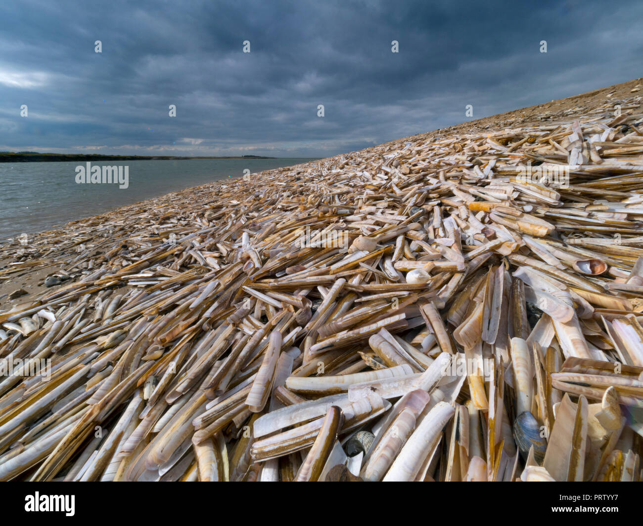 Razor shell ensis siliqua up hi-res stock photography and images - Alamy
