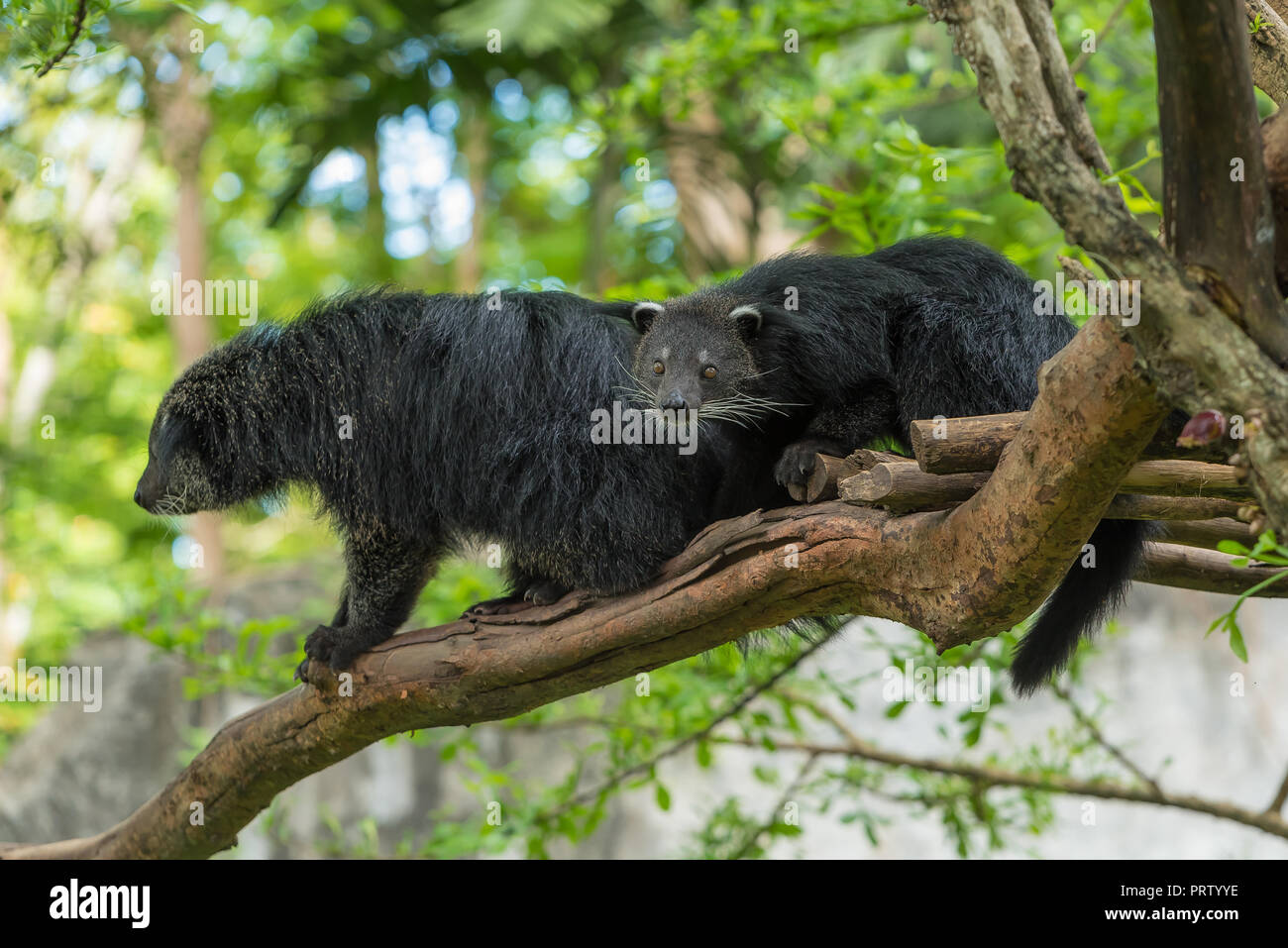 Two Binturongs sit on the tree branch Stock Photo - Alamy