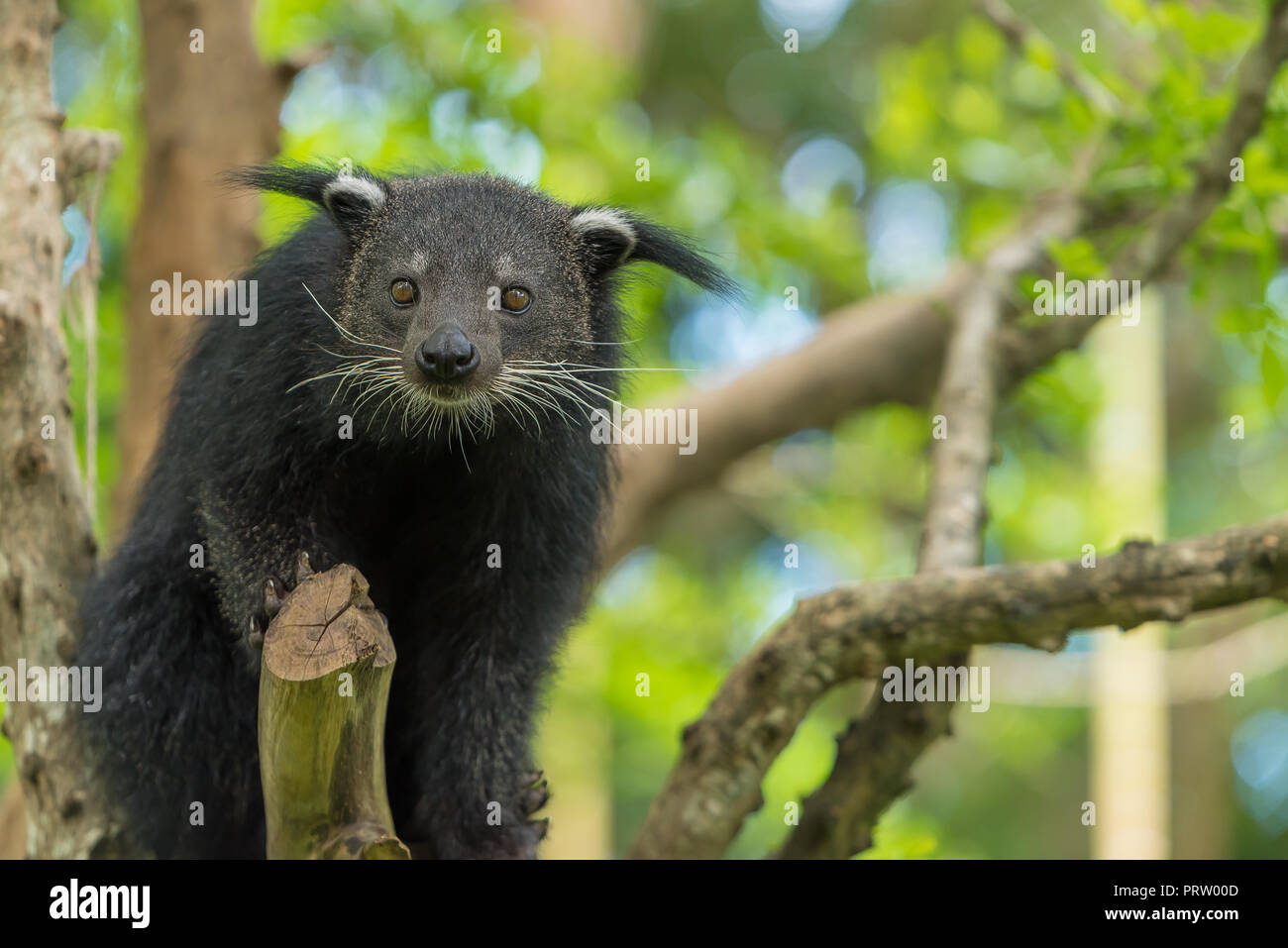 Binturong sleeping hi-res stock photography and images - Alamy