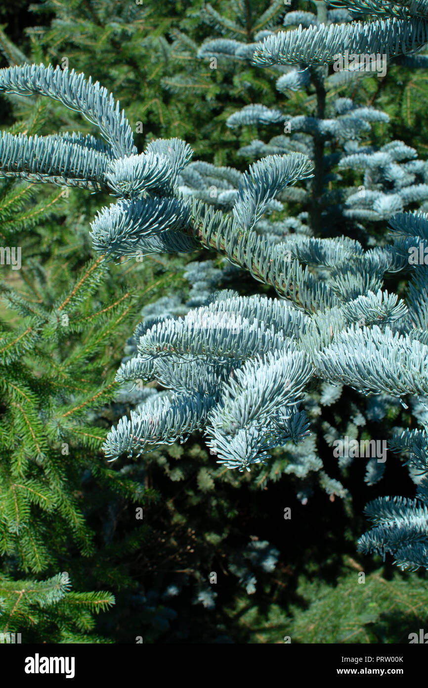 Plantation of growing young blue and green normann fir Christmas tree ...