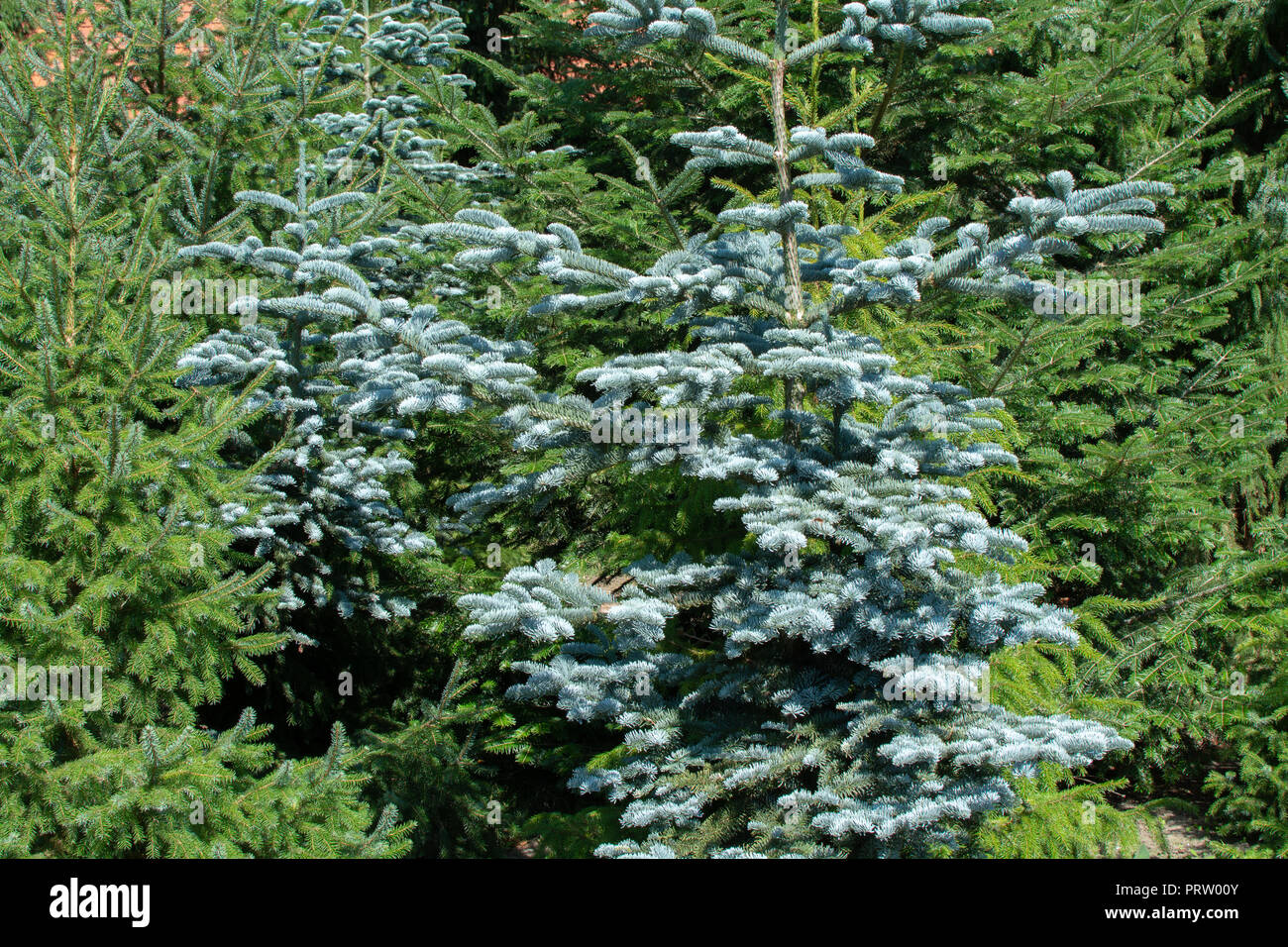 Plantation of growing young blue and green normann fir Christmas tree ...