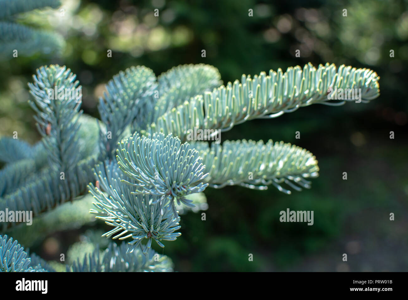 Branch of young blue normann fir Christmas tree close up Stock Photo ...