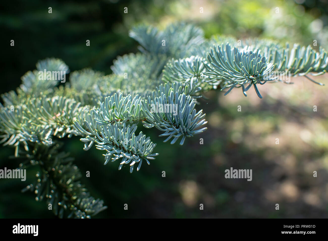 Branch of young blue normann fir Christmas tree close up Stock Photo ...