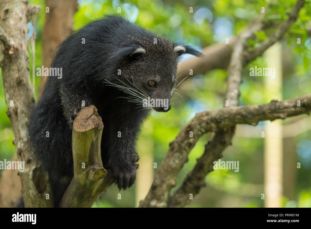 A Binturong sit on the tree branch Stock Photo - Alamy