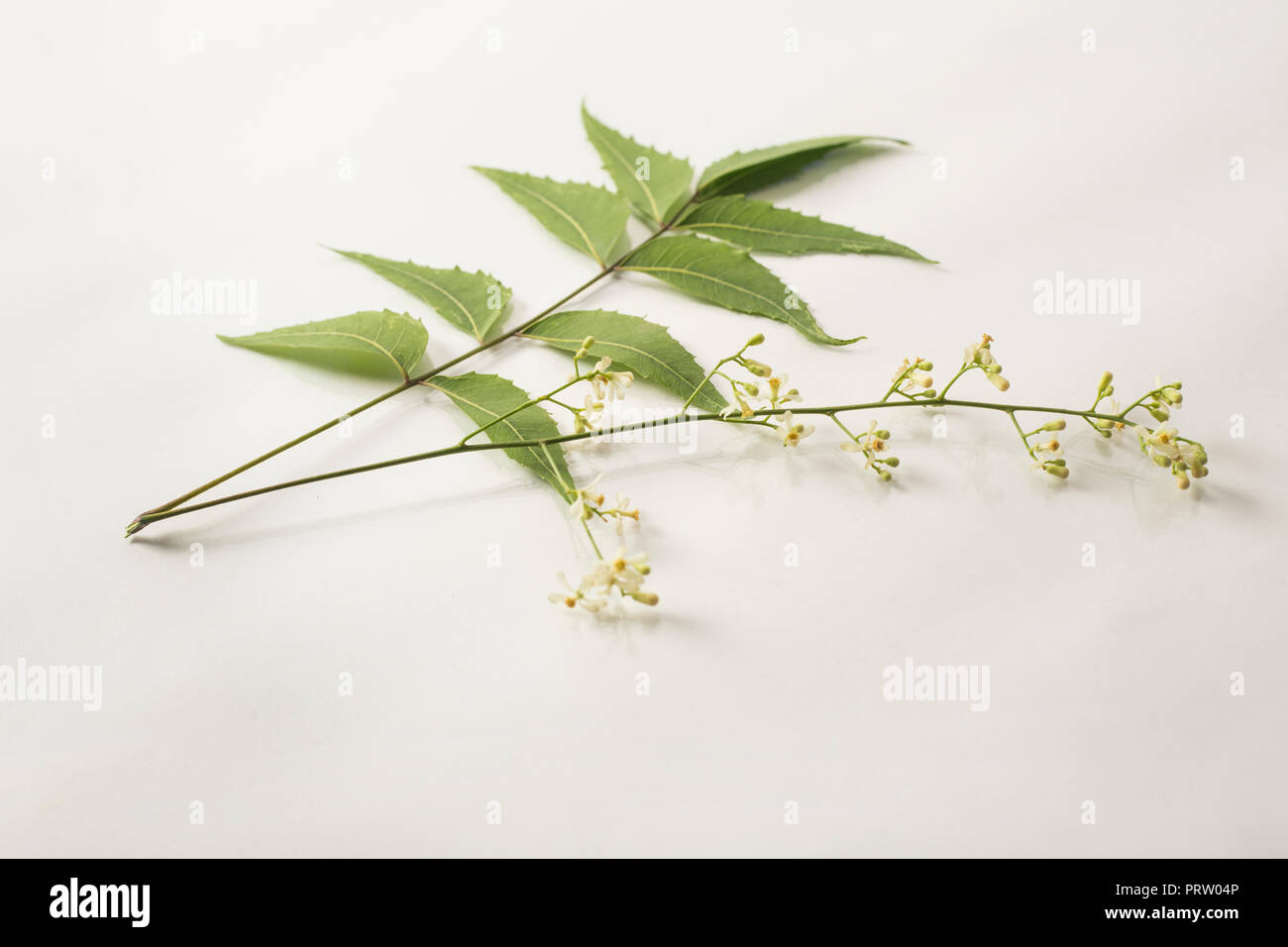 Medicinal Neem leaves with Neem flowers on white background Stock Photo ...