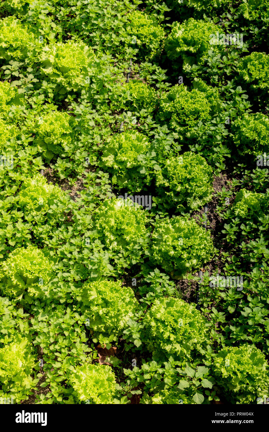 Growing sprouted agricultural crops in spring field Stock Photo - Alamy