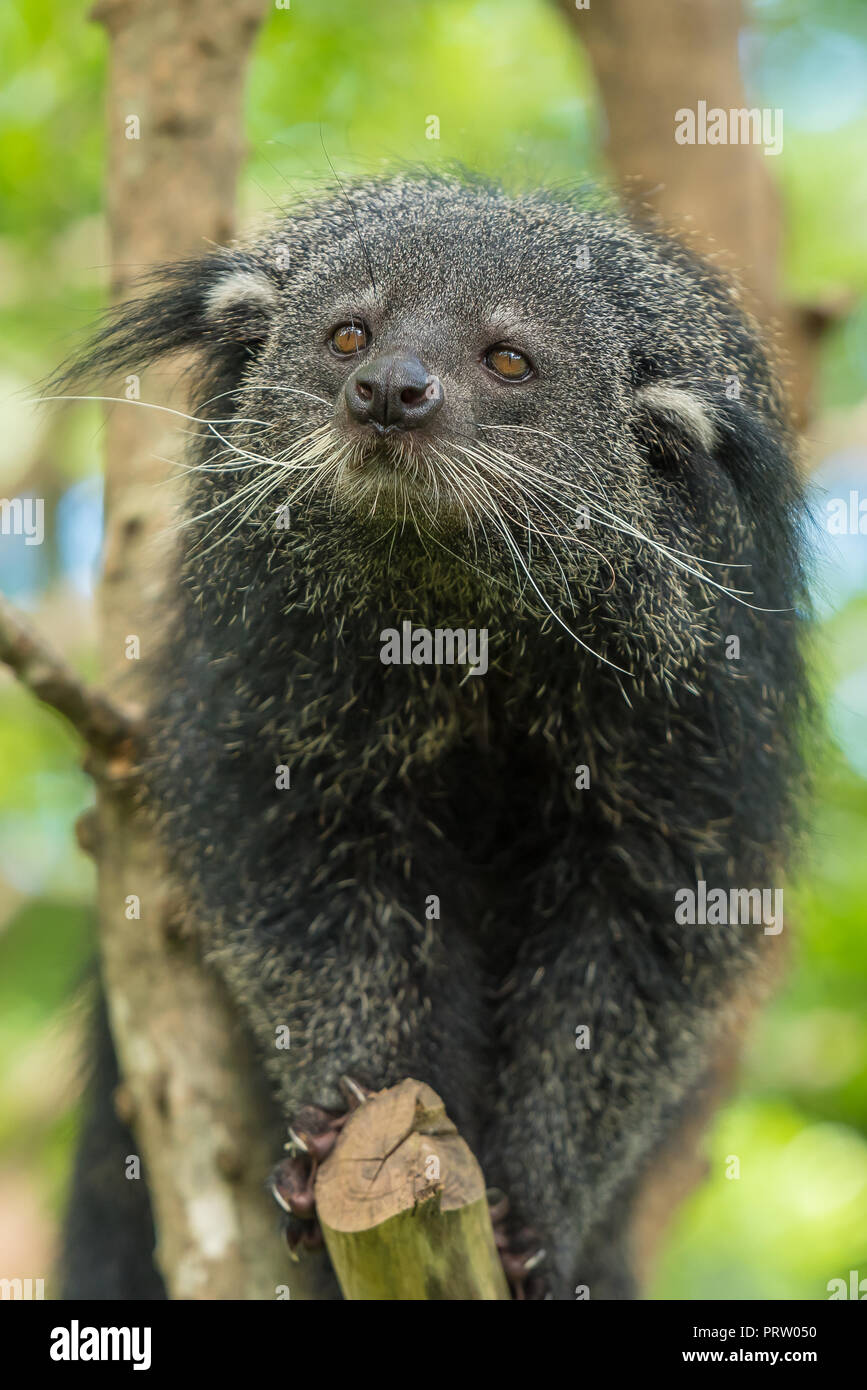 Binturong Sleeping High Resolution Stock Photography and Images - Alamy