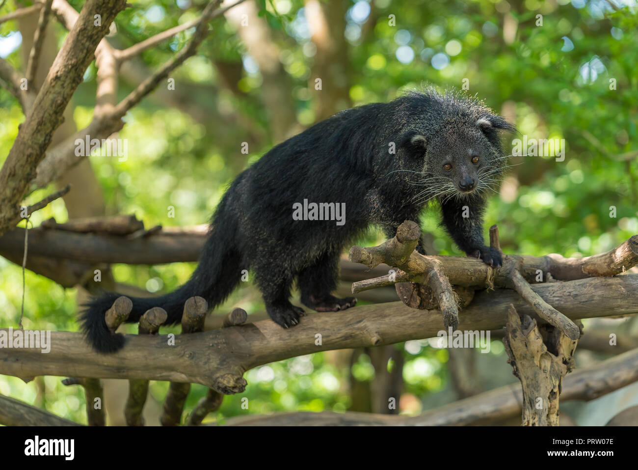 Binturong hi-res stock photography and images - Alamy