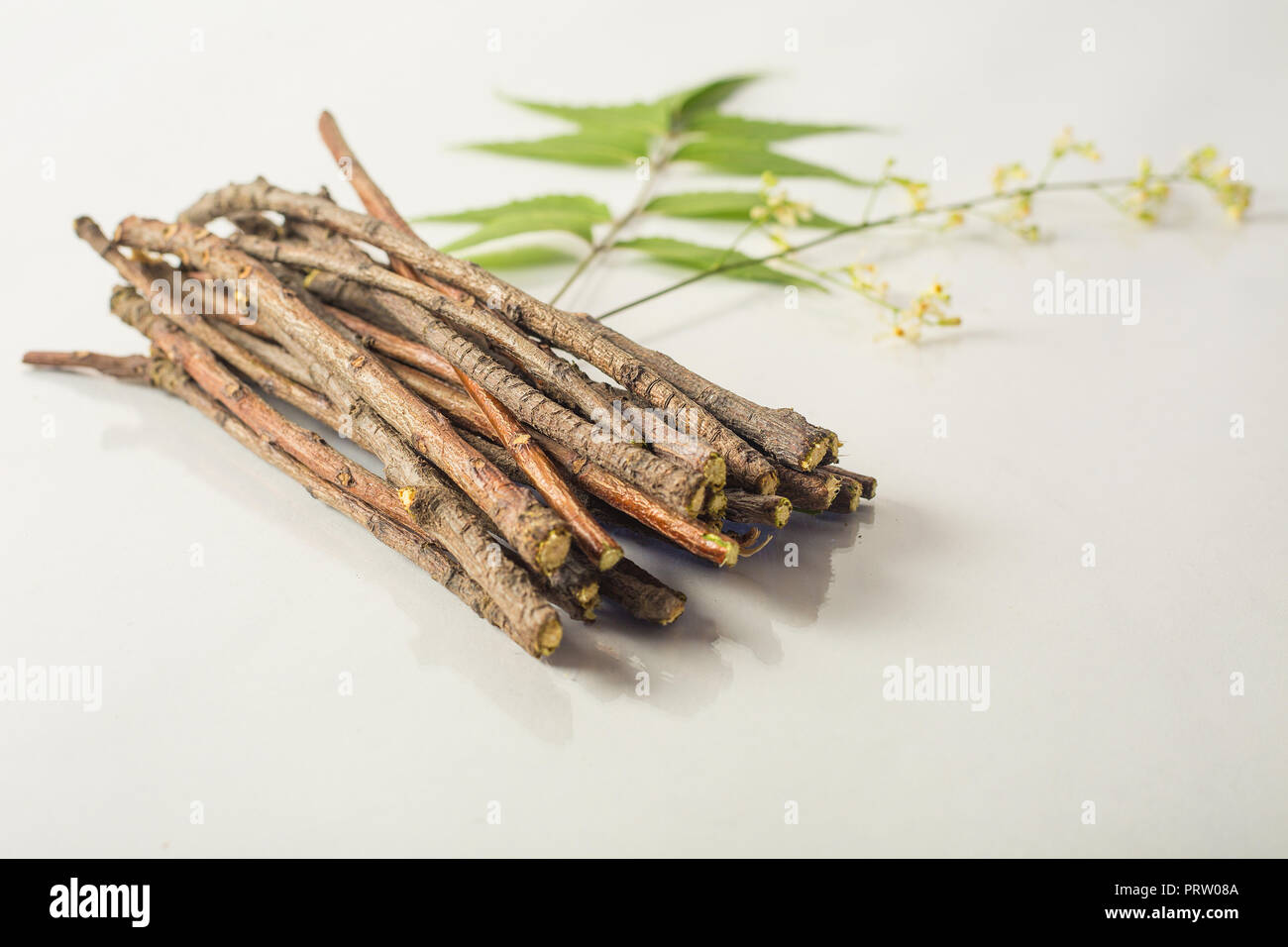Indian Neem wood sticks with neem flowers used as toothbrush. Isolated ...