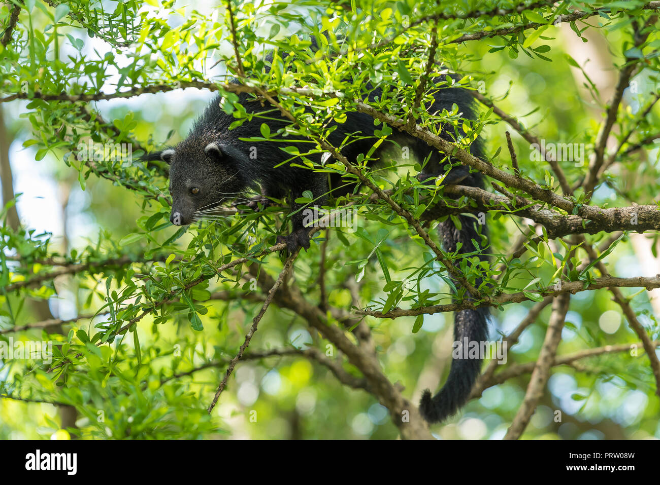 Binturong sleeping hi-res stock photography and images - Alamy