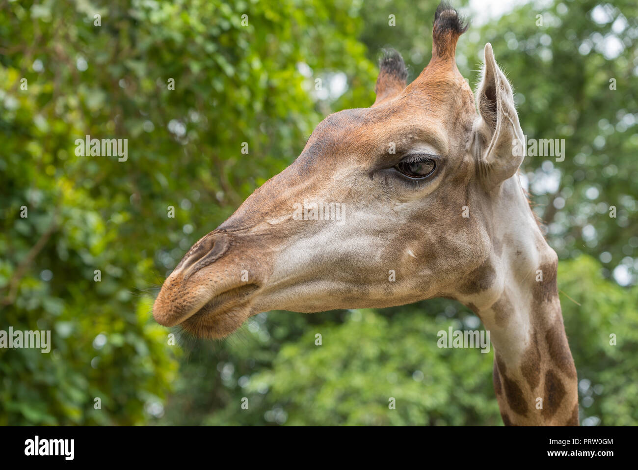 The close up photo of Giraffe head Stock Photo - Alamy