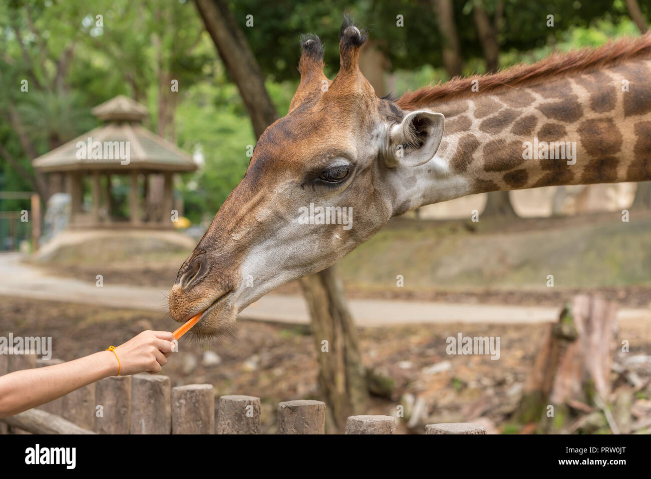 A Giraffe grip a piece of carrot from a visitor's hand Stock Photo - Alamy