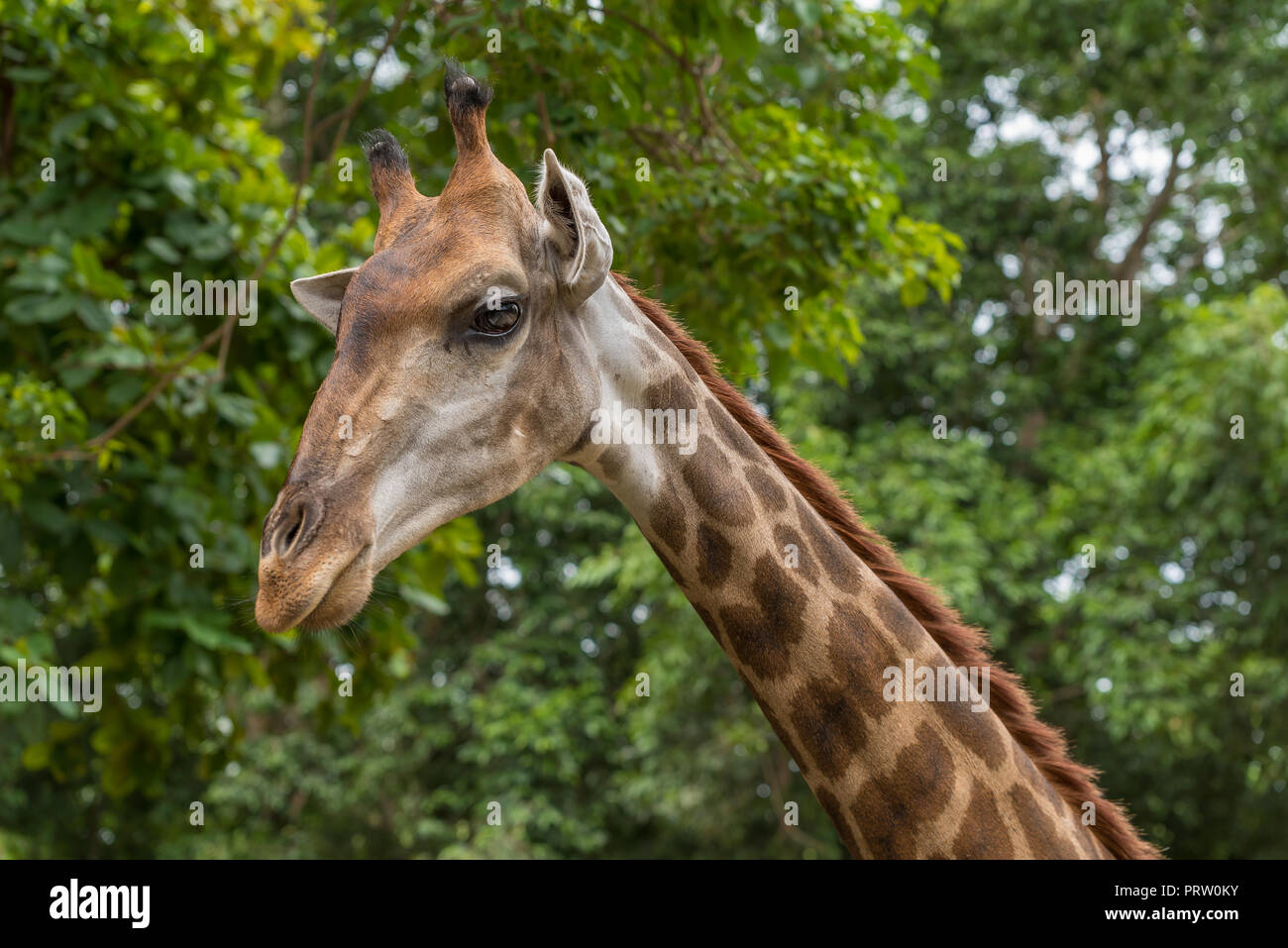 The close up photo of Giraffe head Stock Photo - Alamy