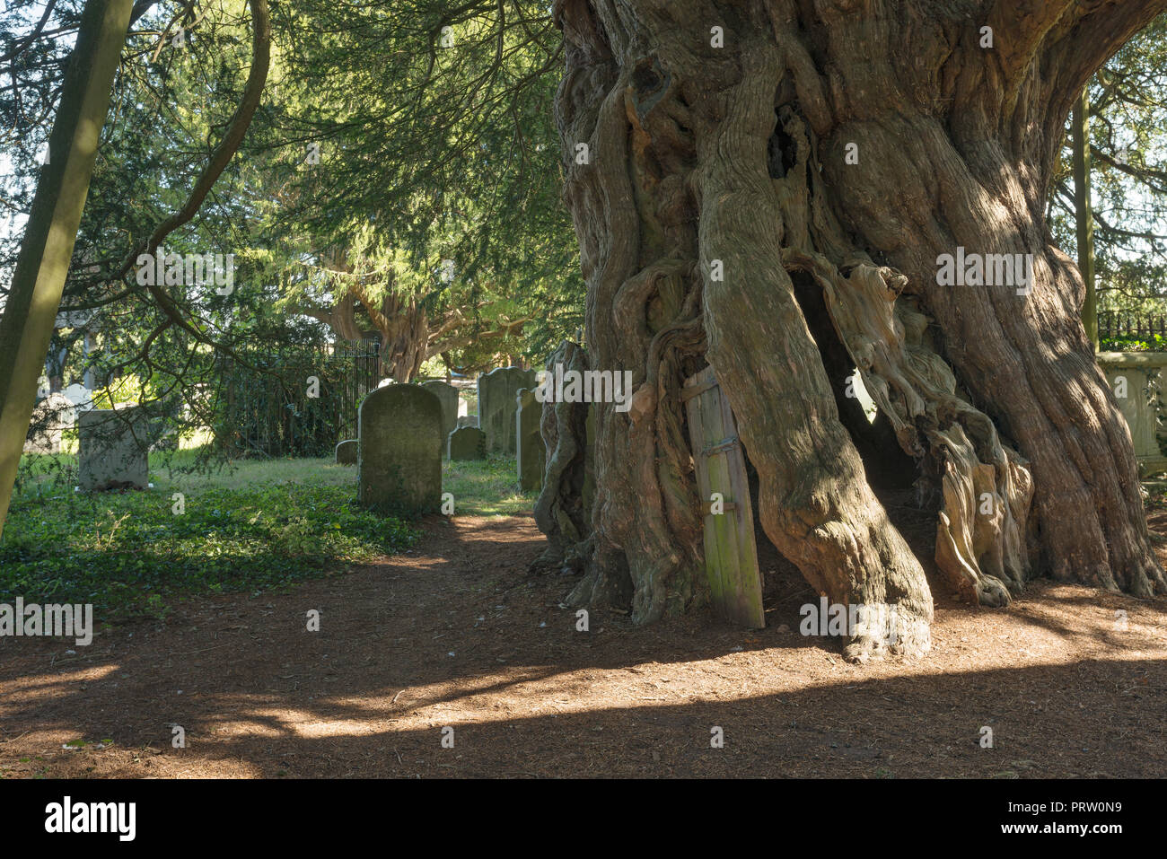 Ancient yew tree taxus baccata hi-res stock photography and images - Alamy