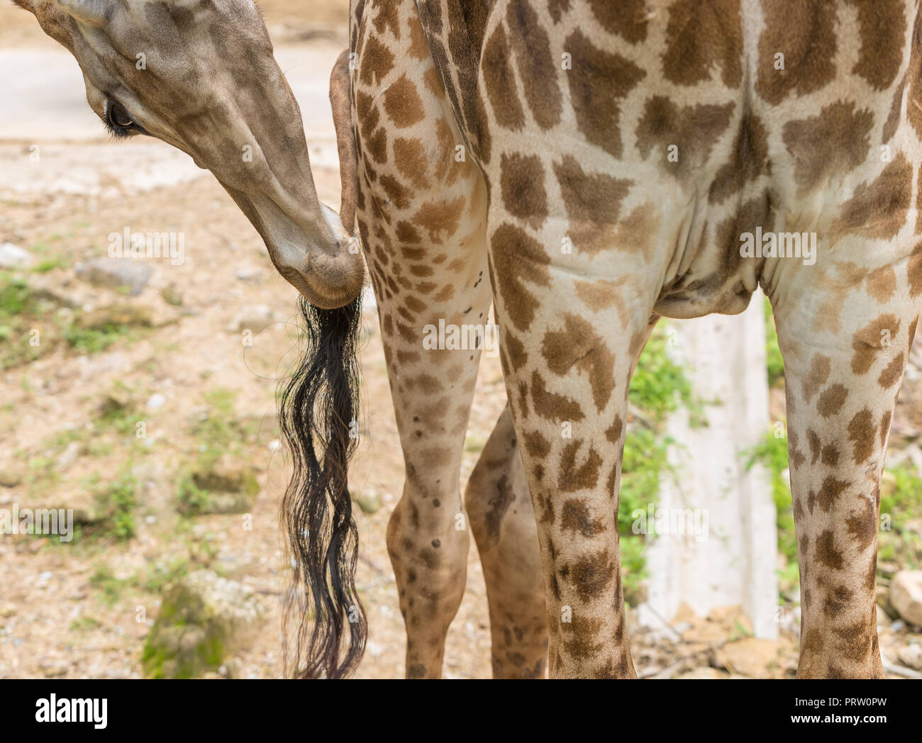A female Giraffe clean up her tail Stock Photo - Alamy
