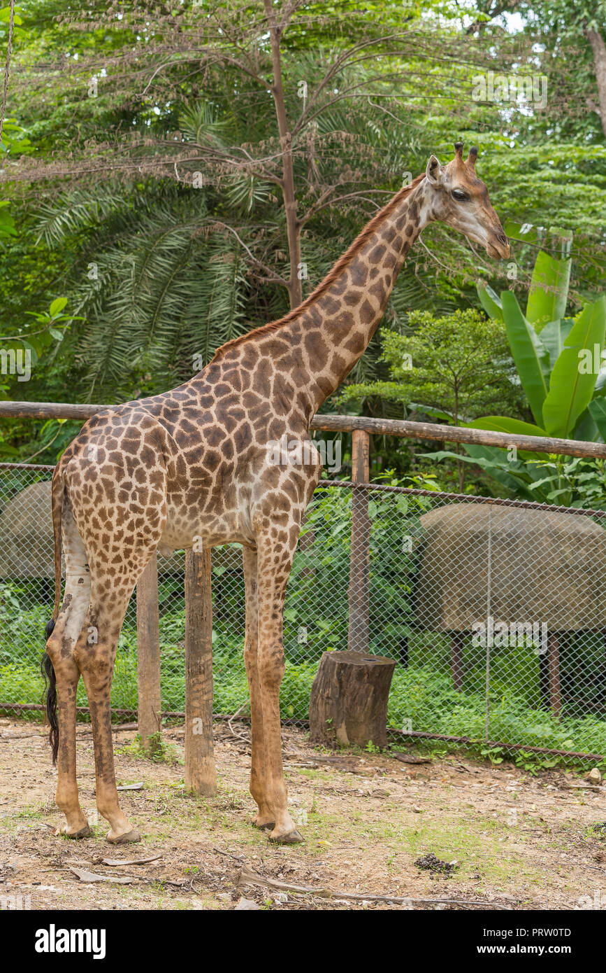 A Giraffe stand on the ground Stock Photo - Alamy