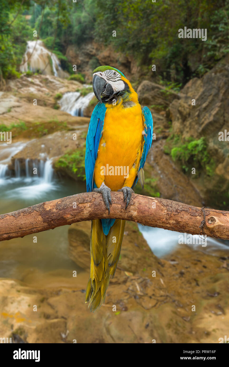 Blue and yellow macaw sit on the branch with waterfall background Stock ...