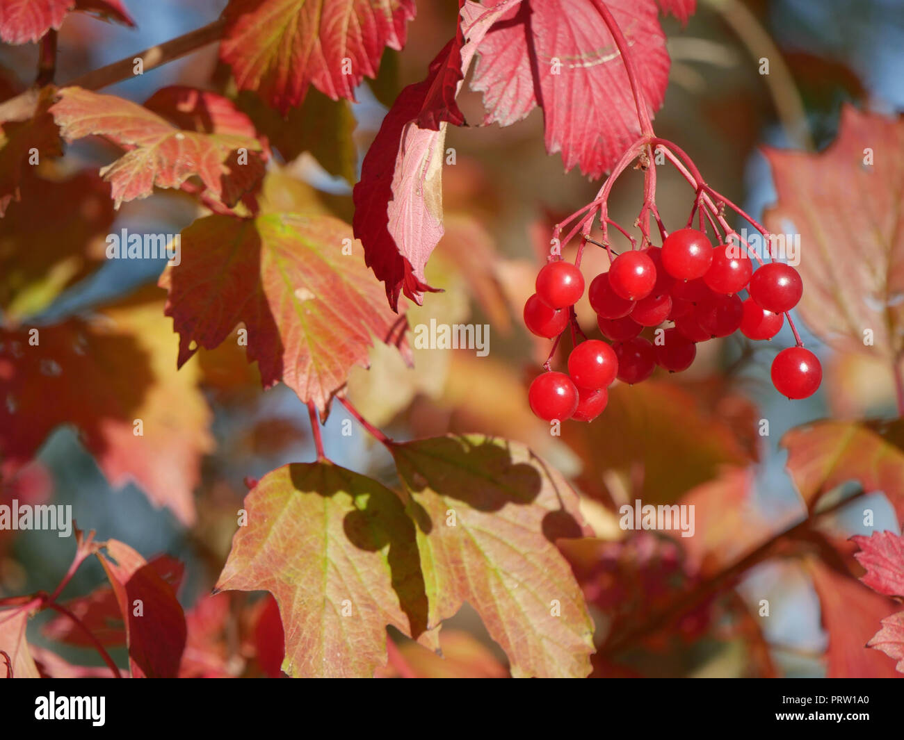 Berry leaves texture hi-res stock photography and images - Alamy