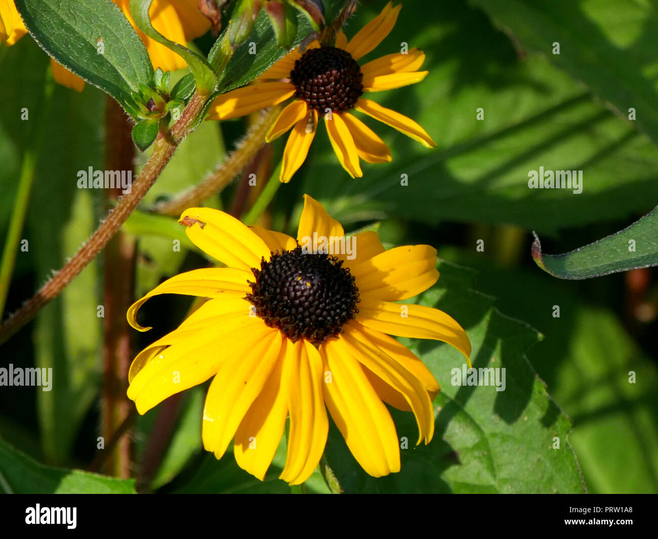 Daisy like bloom hi-res stock photography and images - Alamy