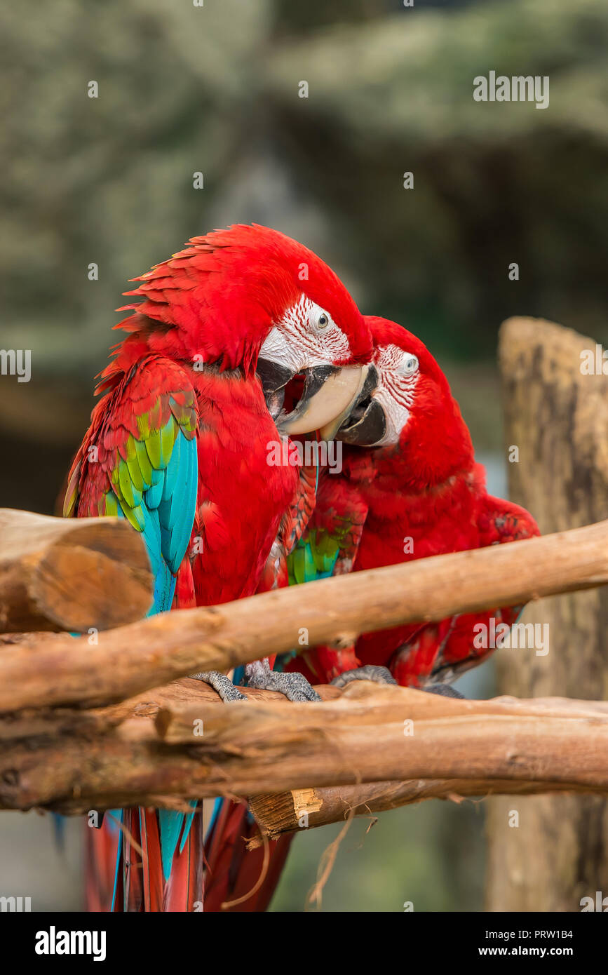 Two red and blue macaws are playing with each other Stock Photo - Alamy