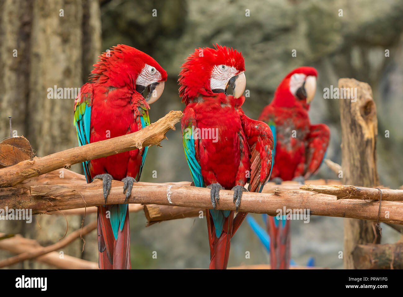Puffing up the feathers hi-res stock photography and images - Alamy
