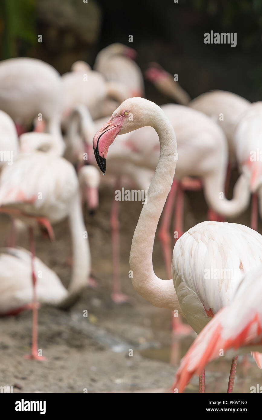 Flamingo head shot Stock Photo - Alamy