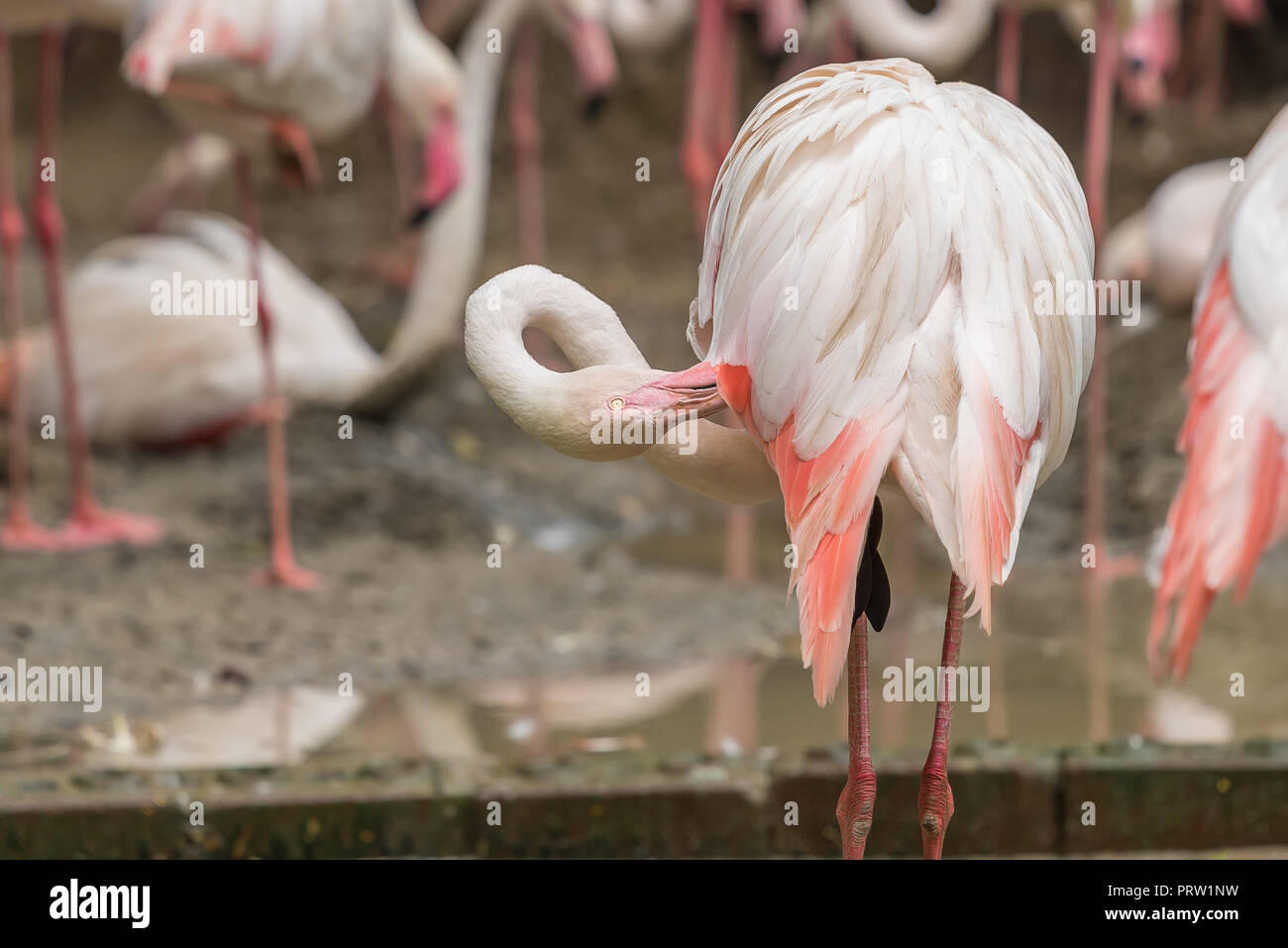 Using Lamellae High Resolution Stock Photography and Images - Alamy