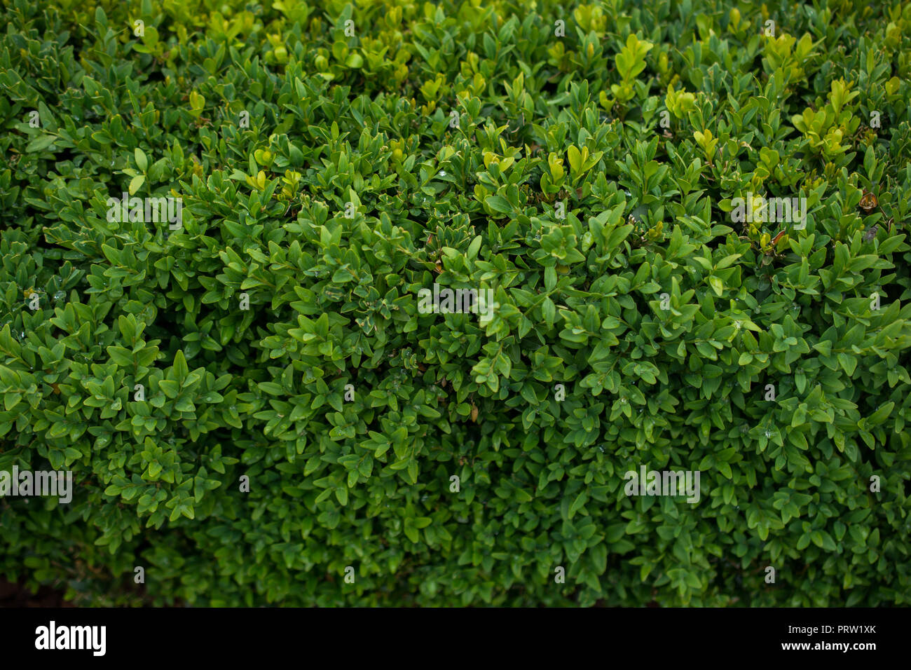 Green leaves as a nature background texture Stock Photo - Alamy