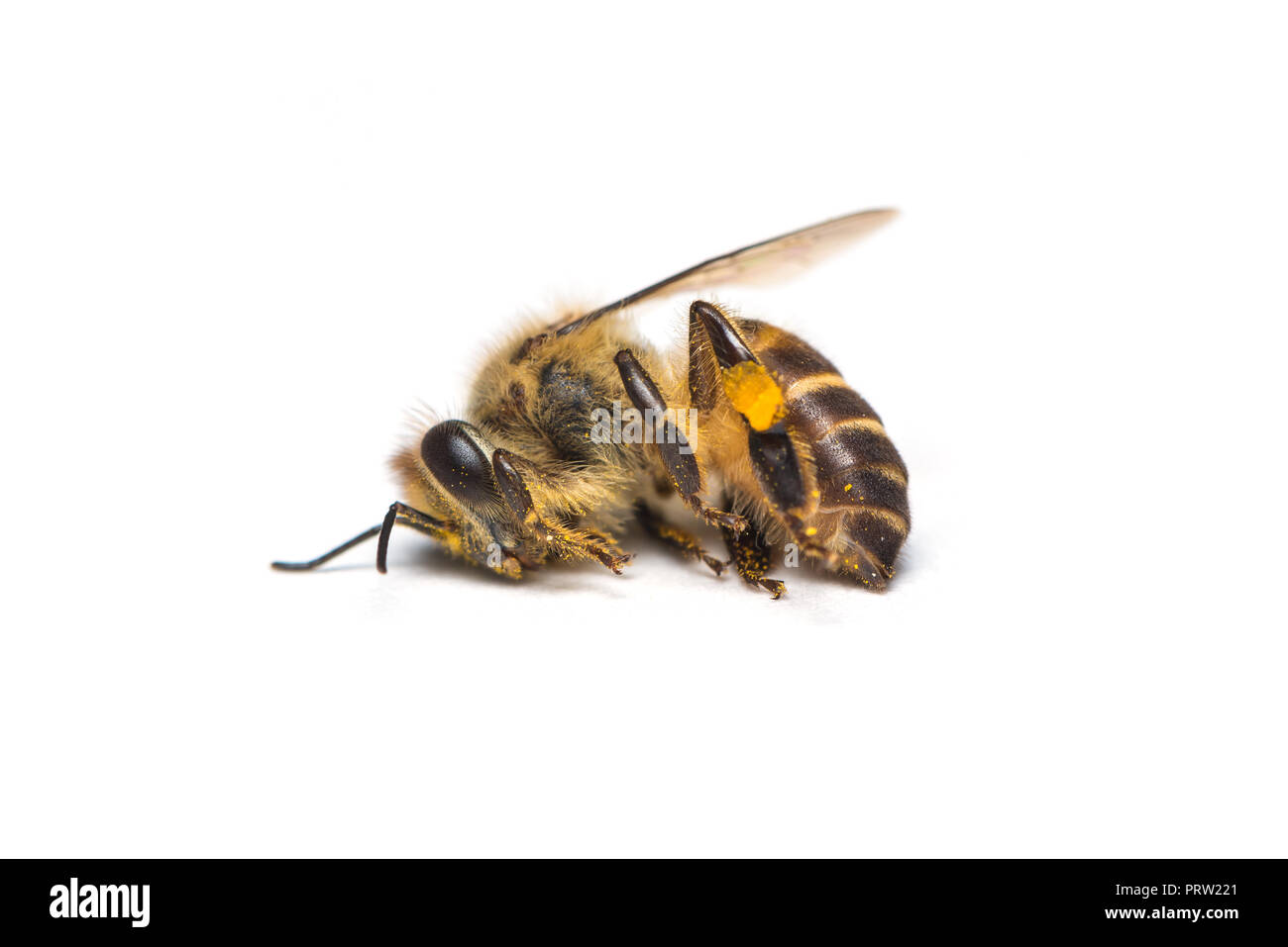 Dead honey bee white Cut Out Stock Images & Pictures - Alamy