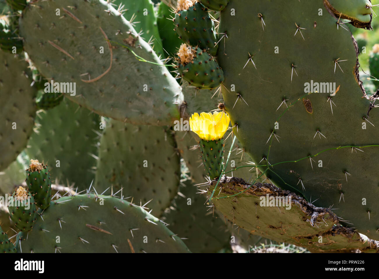 Wadi amud hi-res stock photography and images - Alamy