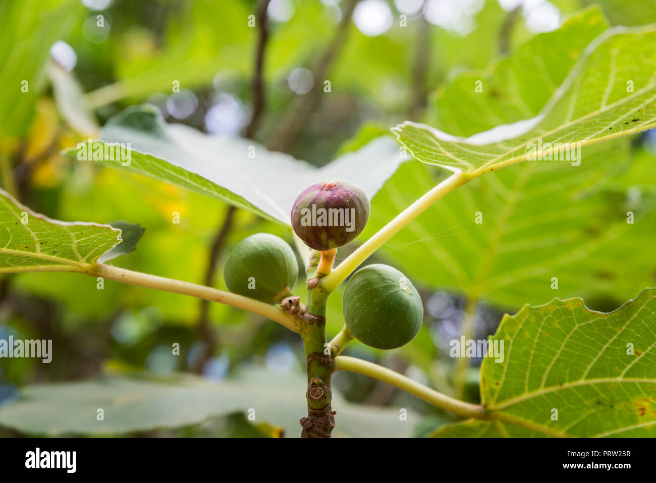 At Amud Stream Nature Reserve in Northern Israel Stock Photo - Alamy