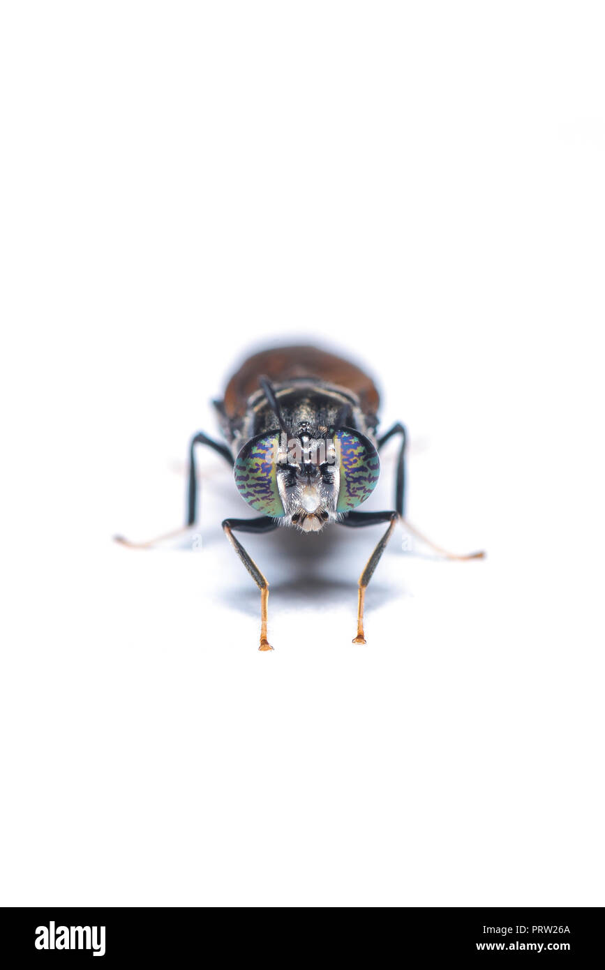 The black soldier fly, is a common and widespread fly of the family ...