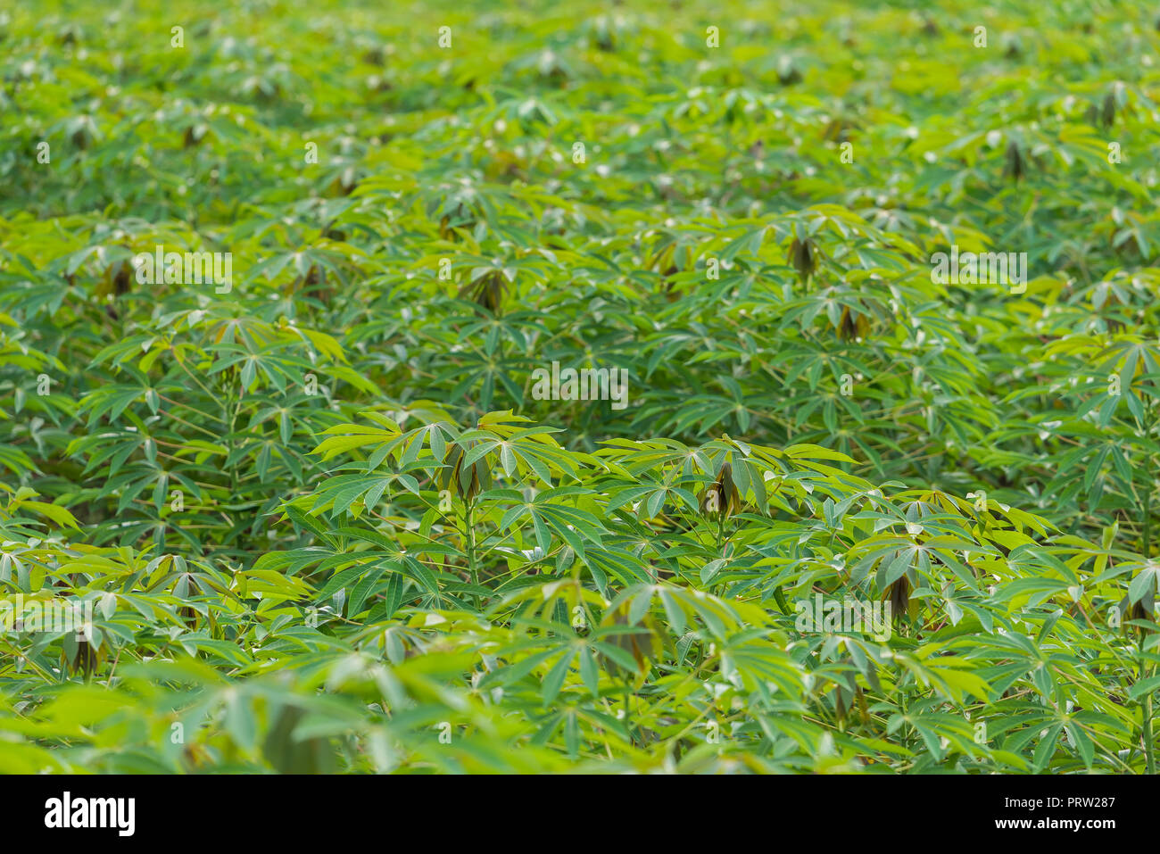 The fruitful Cassava plantation for background Stock Photo - Alamy
