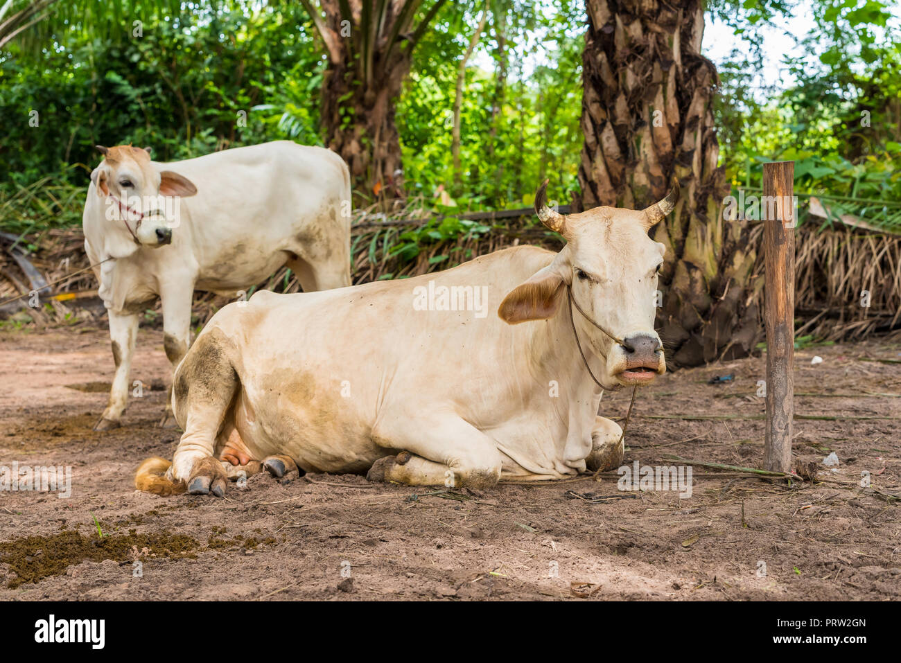 Thai cow is resting under the shade Stock Photo - Alamy