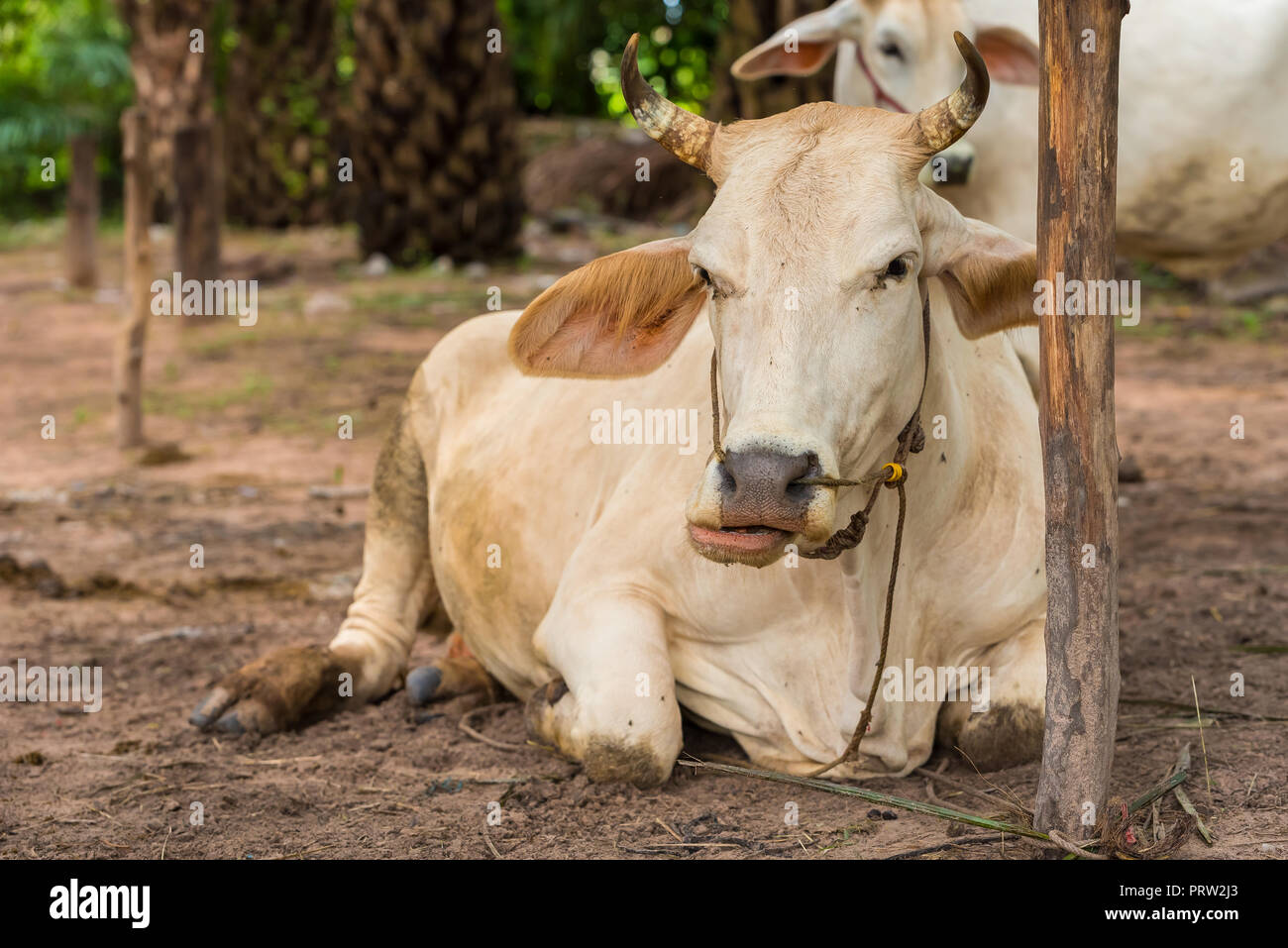 Thai cow is resting under the shade Stock Photo - Alamy