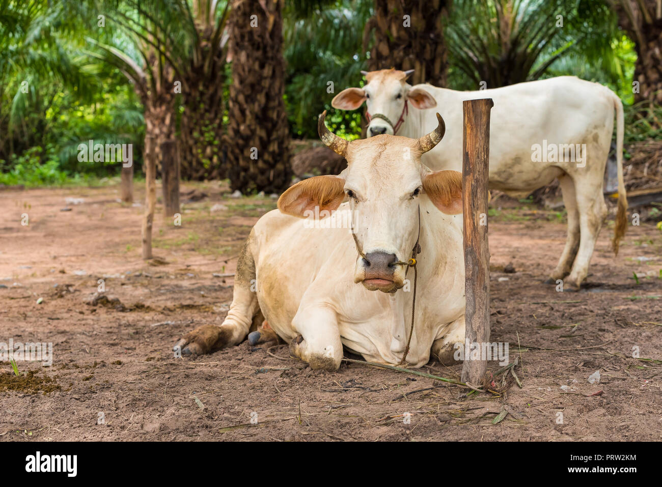 Thai cow is resting under the shade Stock Photo - Alamy