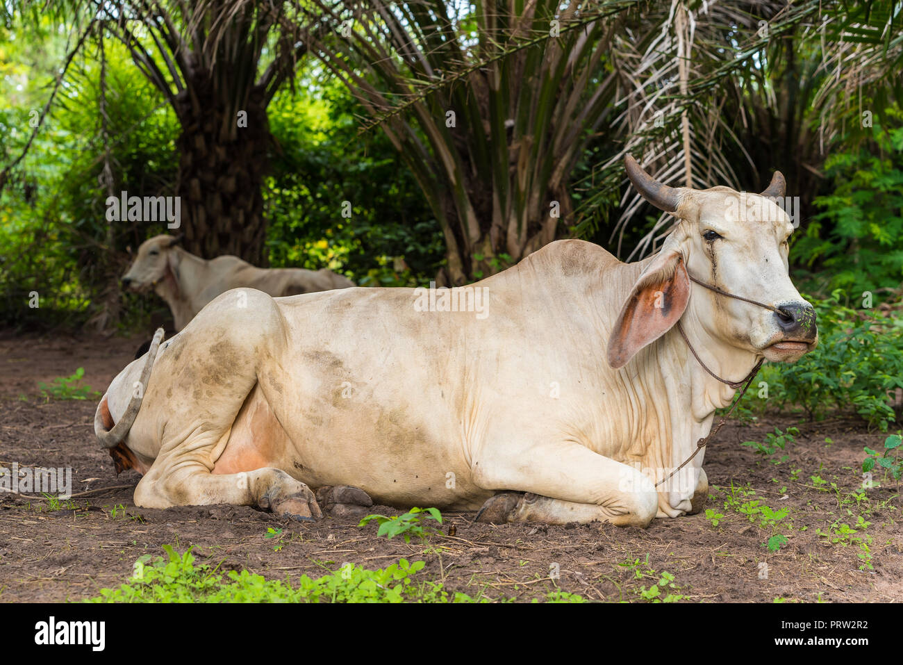 Thai cow is resting under the shade Stock Photo - Alamy
