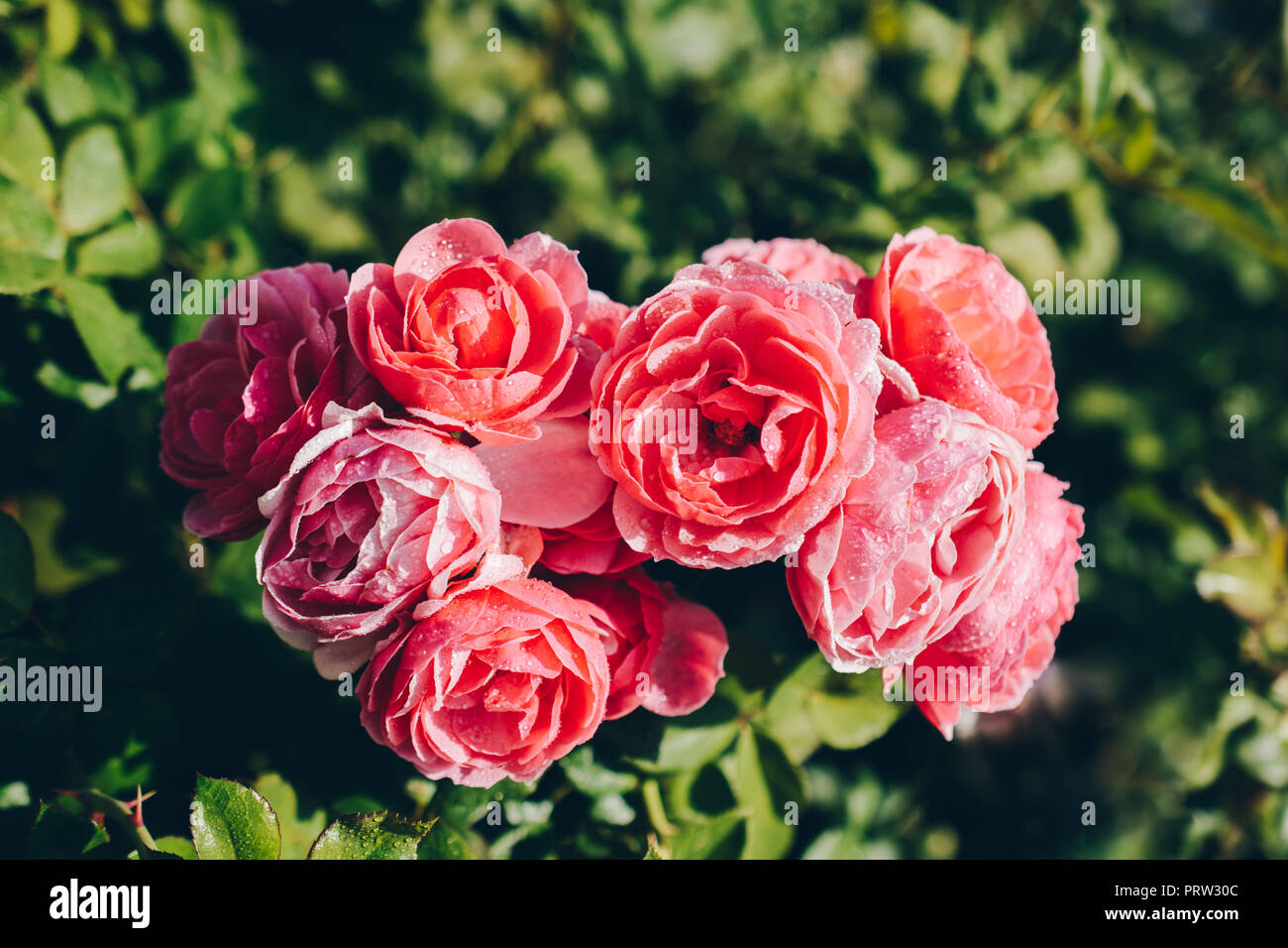 Blooming beautiful colorful roses in the garden background Stock Photo ...