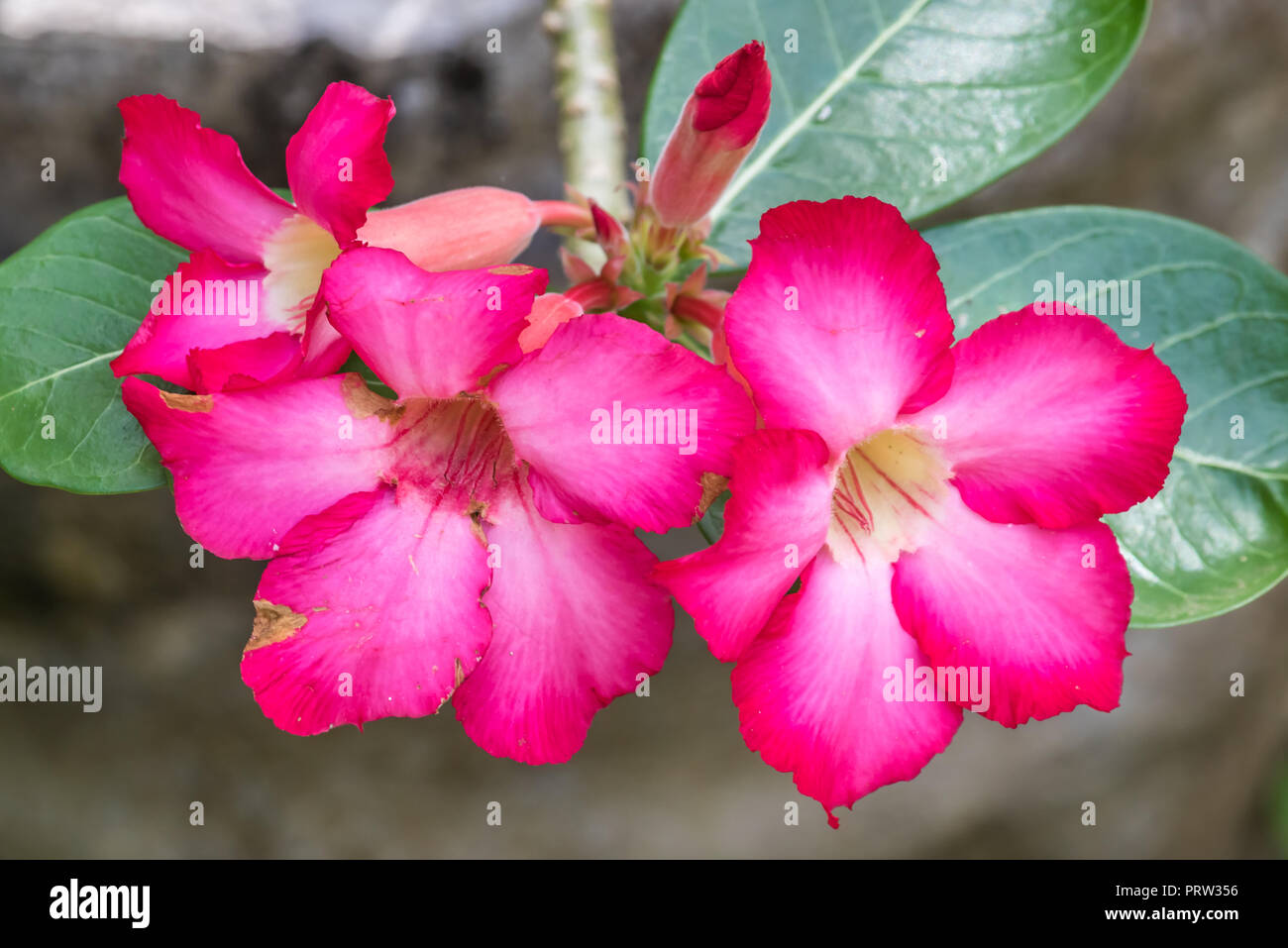 Adenium, Desert Rose Flower Stock Photo - Alamy