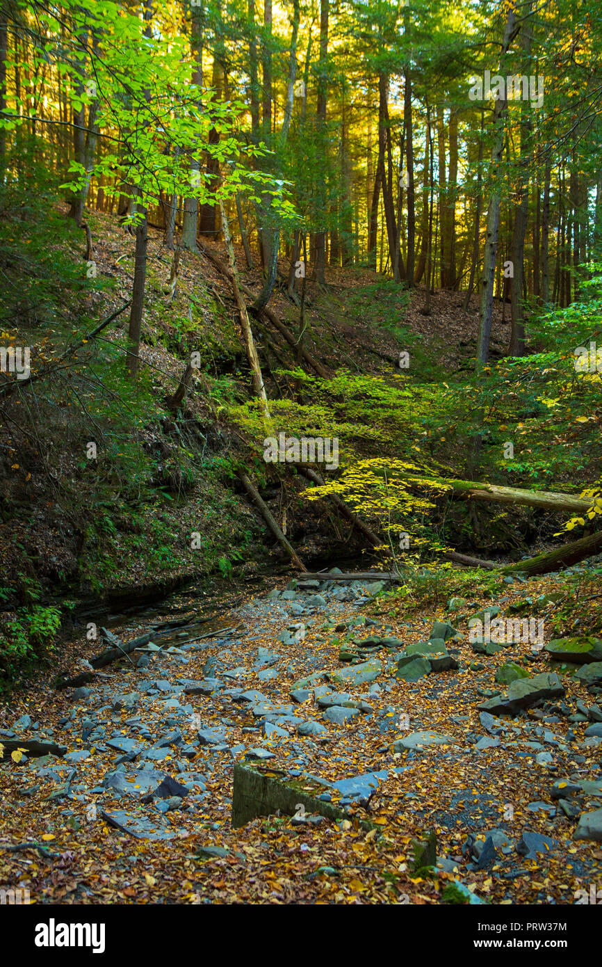 Autumn leaves at the IBM Glen nature preserve in Endwell, NY Stock ...