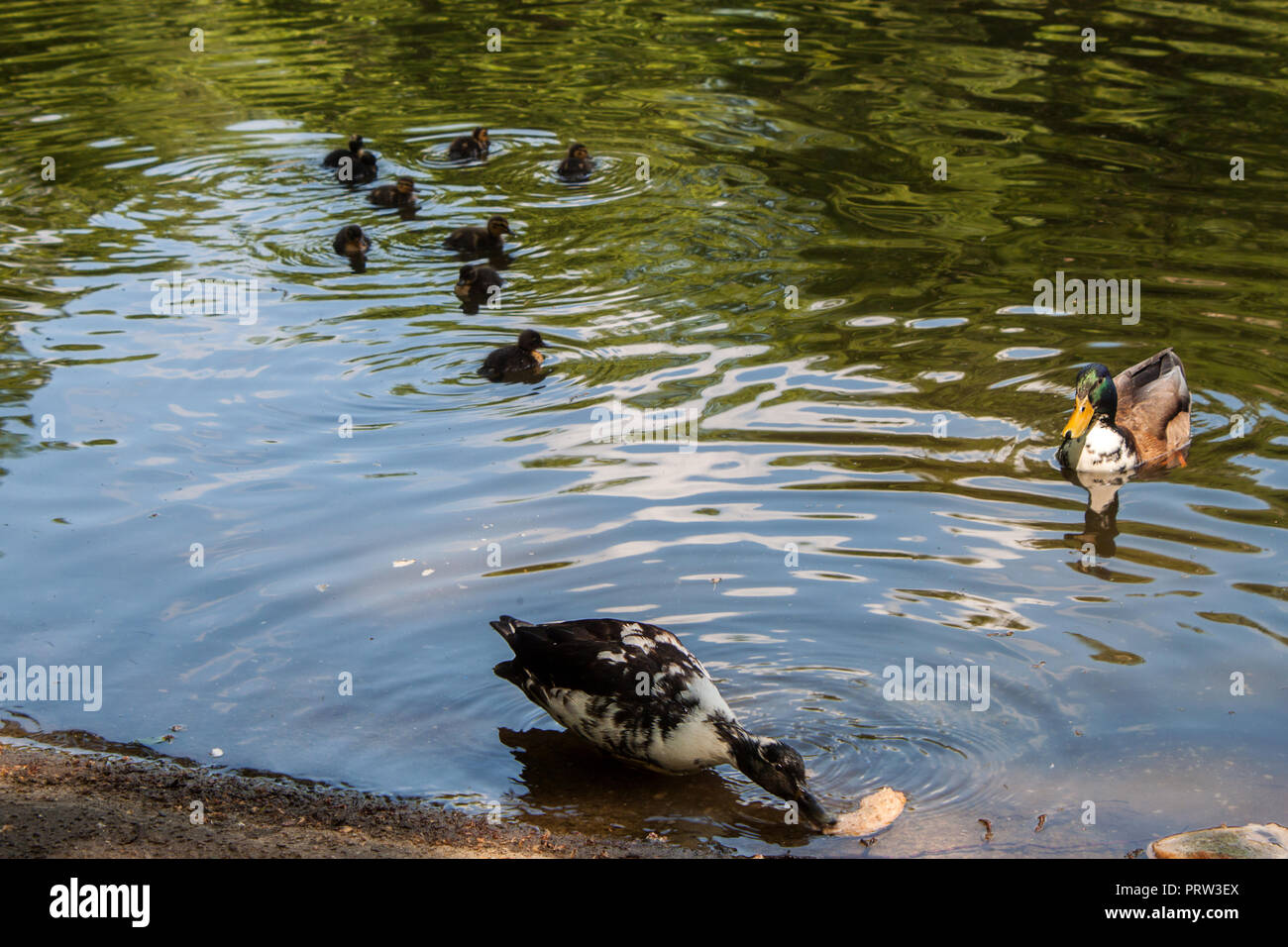 Beautiful natural landscape with cute ducks enjoying on the lake Stock ...