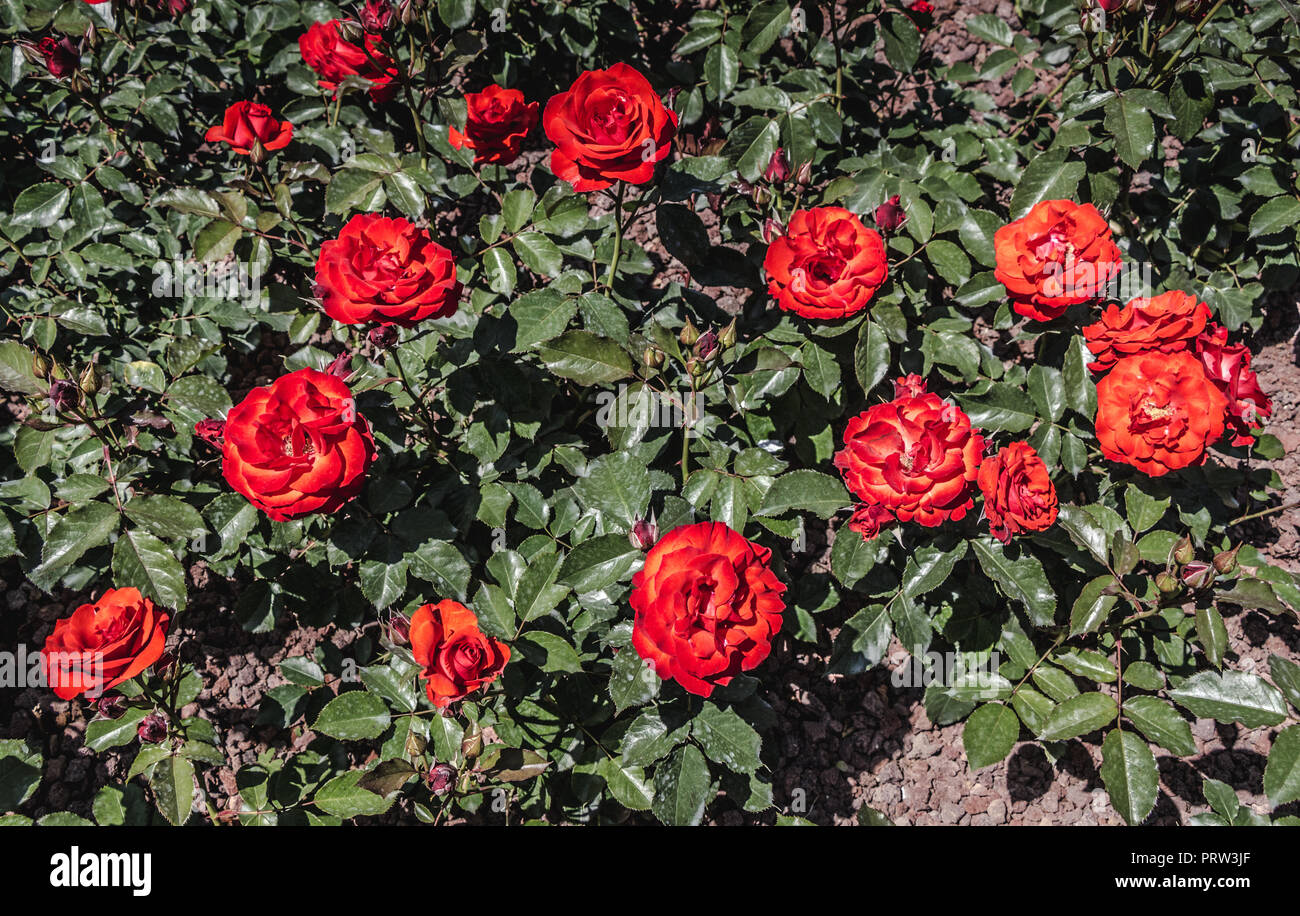 Blooming beautiful colorful roses in the garden background Stock Photo ...