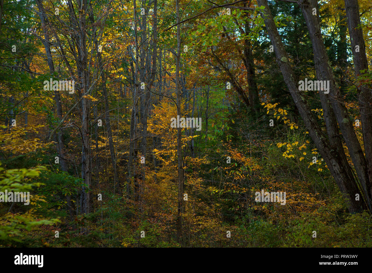 Autumn leaves at the IBM Glen nature preserve in Endwell, NY Stock ...