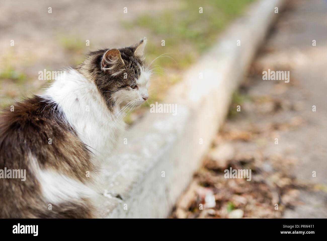 Fluffy sad alone street cat sitting on road on city street. Abandoned ...