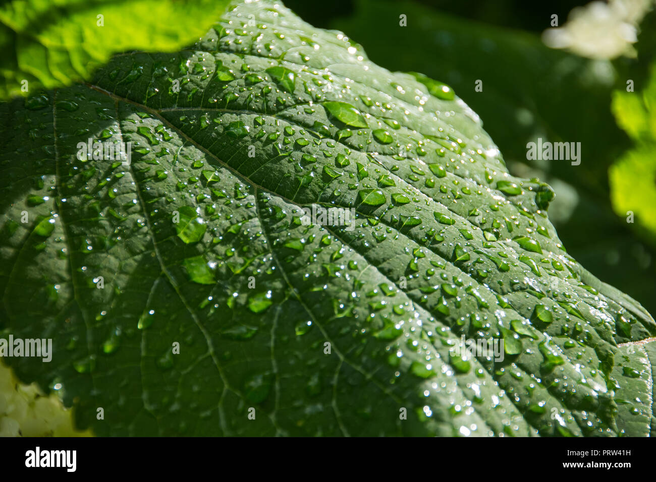 green leaf with transparent drops after the rain. Ecology concept ...