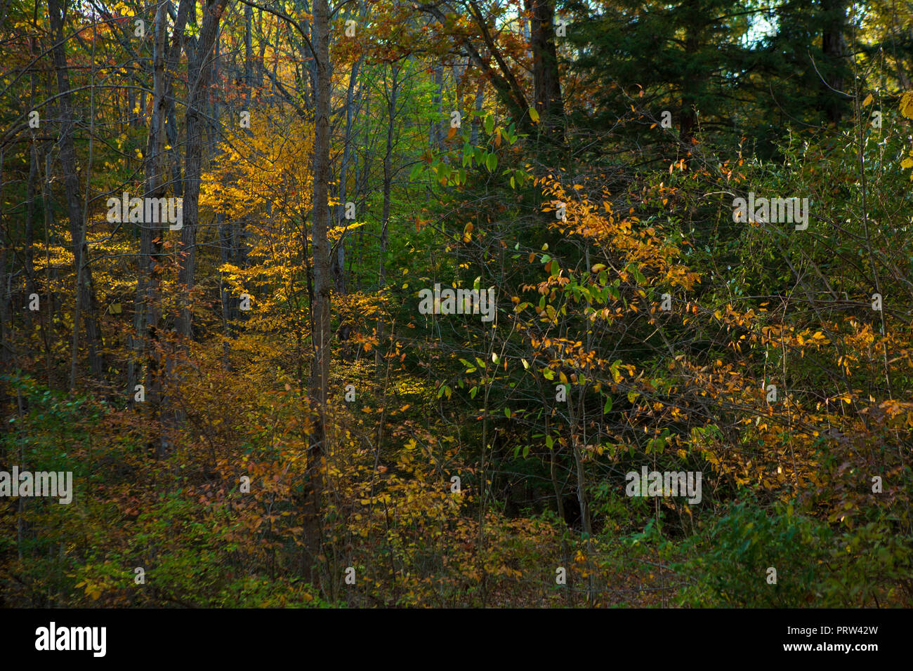 Autumn leaves at the IBM Glen nature preserve in Endwell, NY Stock ...