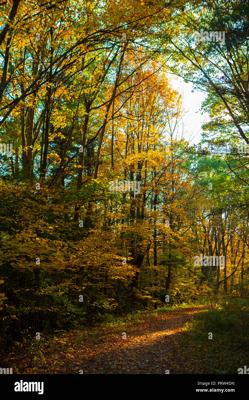Autumn leaves at the IBM Glen nature preserve in Endwell, NY Stock ...