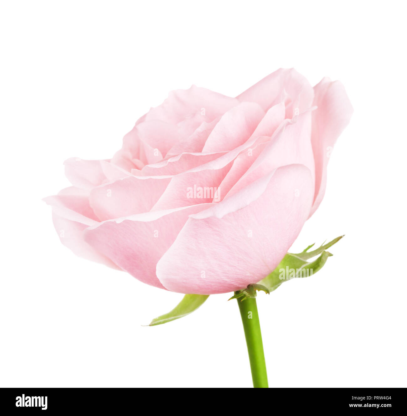single pink rose flower, isolated on white background Stock Photo - Alamy