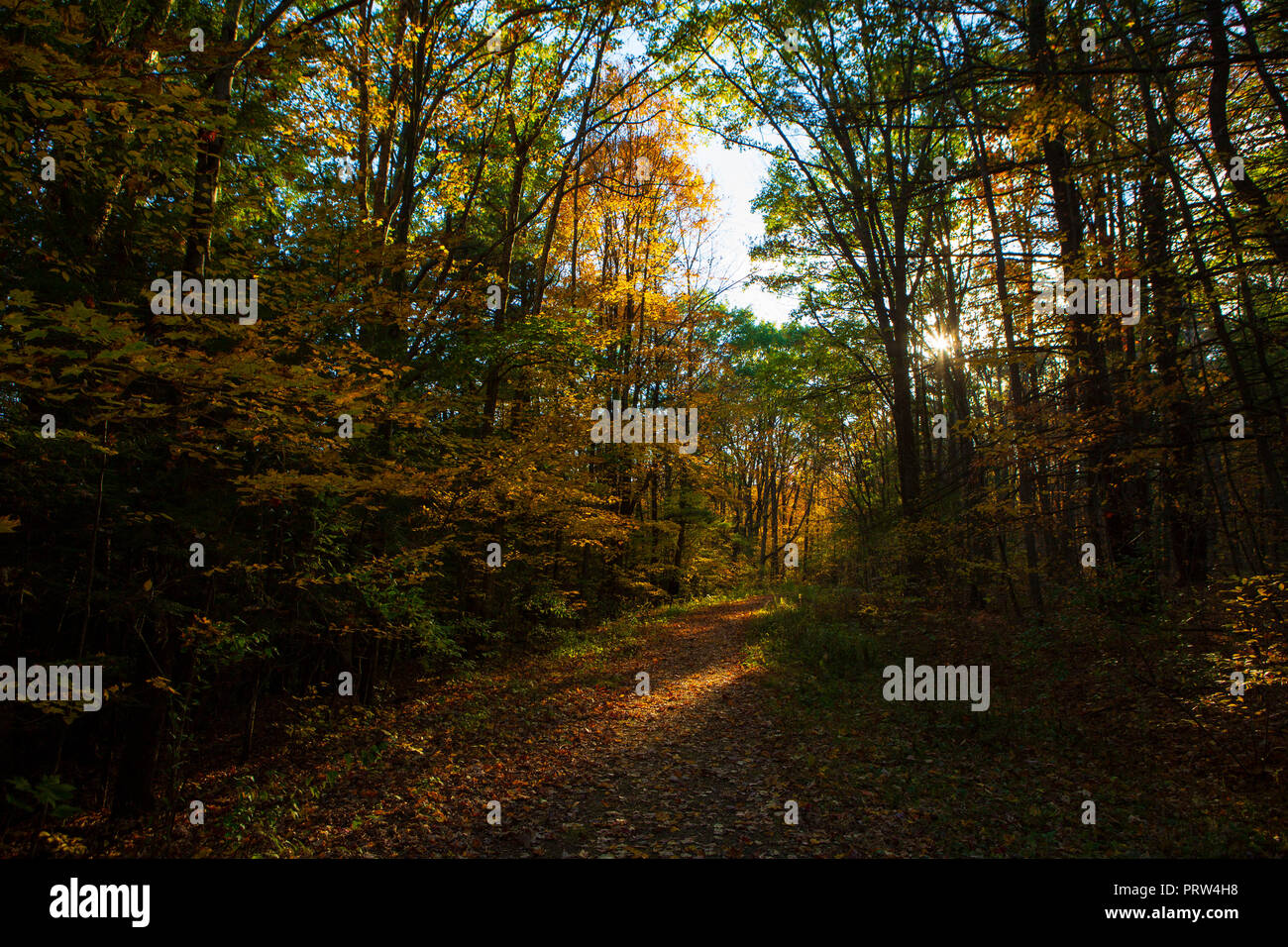 Autumn leaves at the IBM Glen nature preserve in Endwell, NY Stock ...