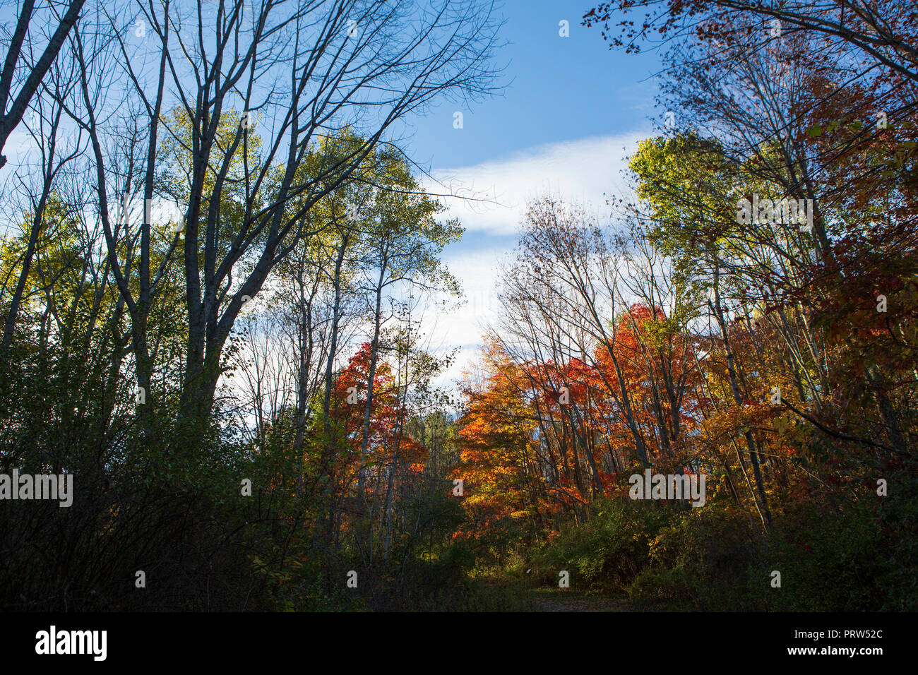 Autumn leaves at the IBM Glen nature preserve in Endwell, NY Stock ...